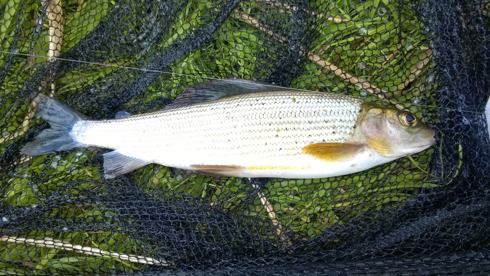 James' Angling Adventures.: River Avon ( Britford Fishery ).
